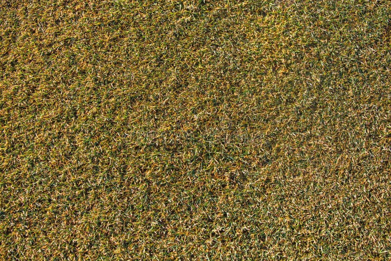 Texture of the Lawn Grass, Top View Stock Photo - Image of grass, lawn ...