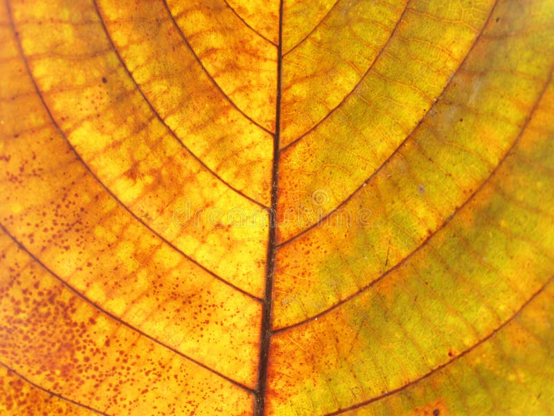 Texture of the old leaf stock image. Image of grunge - 74331199