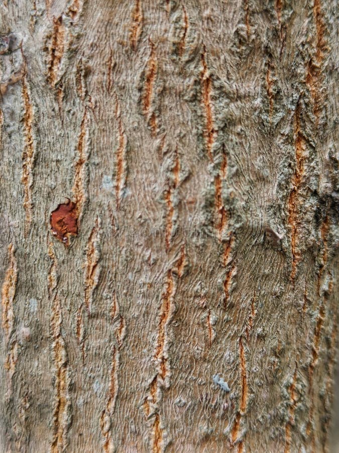 The Texture of an Old Mango Tree Stock Photo - Image of mango, finished ...