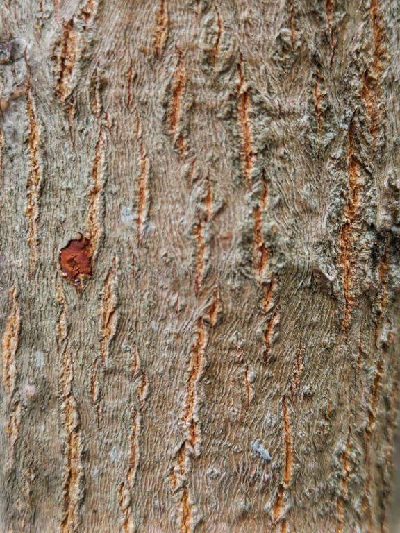 The Texture of an Old Mango Tree Stock Photo - Image of mango, finished ...