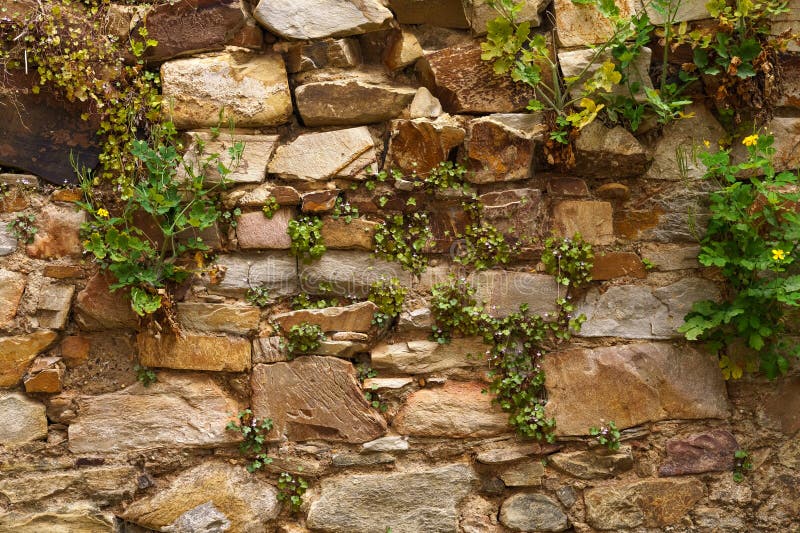 The Texture of the Old Medieval Wall of the House, Lined with Brown ...