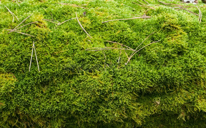 The Texture of the Old Moss Stock Photo - Image of design, moss: 109091226