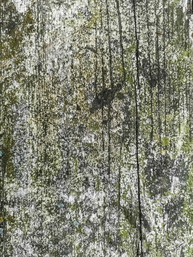 Texture of an Old Painted Board Covered with Moss Stock Photo - Image ...