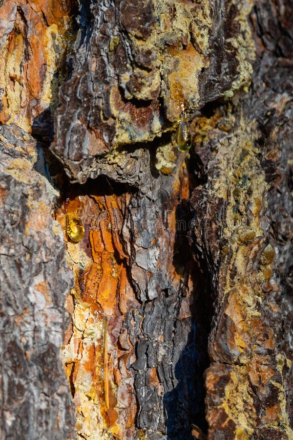 Pine Bark. Rough Pine Bark Texture Close Up Stock Image - Image of ...