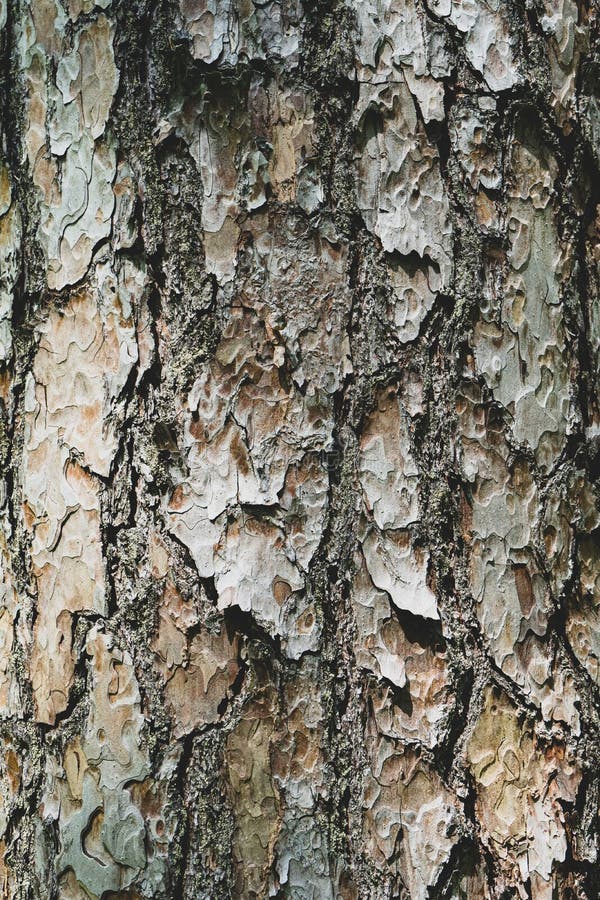 Pine Bark. Rough Pine Bark Texture Close Up Stock Image - Image of ...