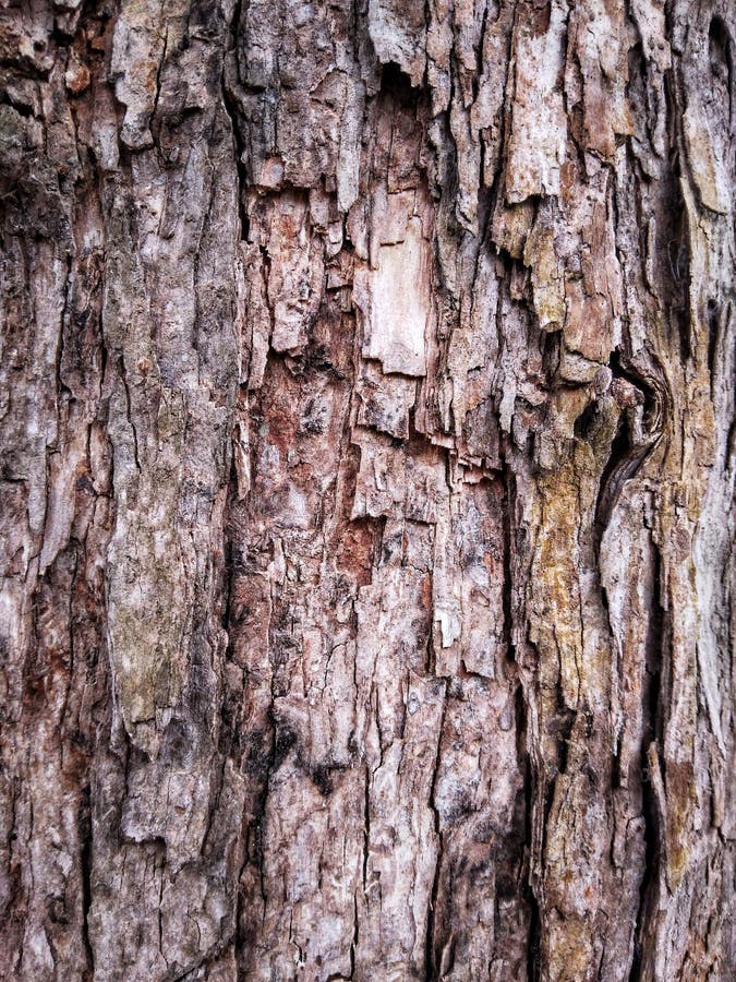 This is the Texture of an Old Rambai Tree Trunk. Stock Photo - Image of ...