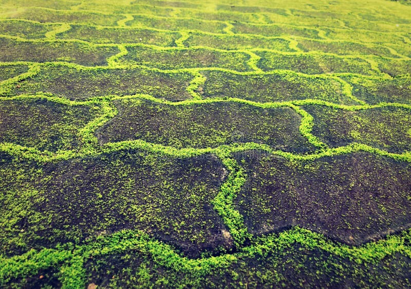 Old Road Covered Green Moss Stock Photo - Image of bright, covered ...