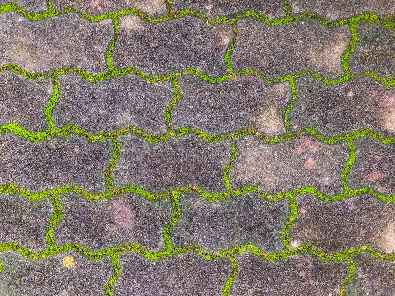 Old Road Covered Green Moss Stock Image - Image of nature, cover: 123881447