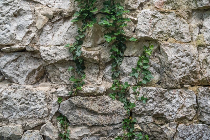 Texture of Old Rock Wall for Background, Medieval Stone Wall Stock ...