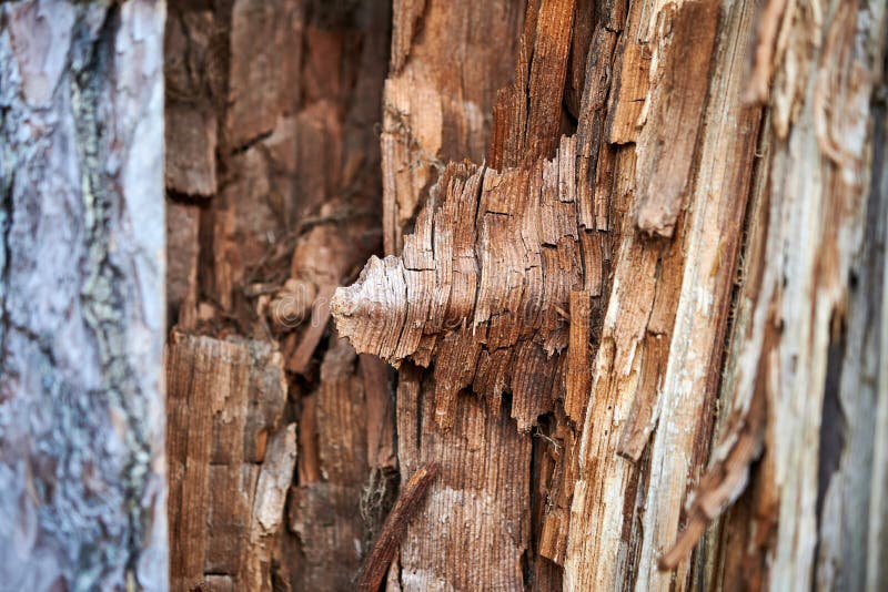 Texture of old rotten pine stock image. Image of lumber - 179294109