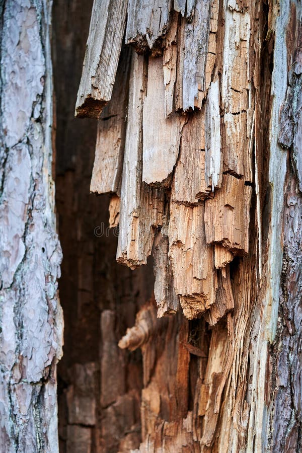 Texture of old rotten pine stock photo. Image of plant - 179294330