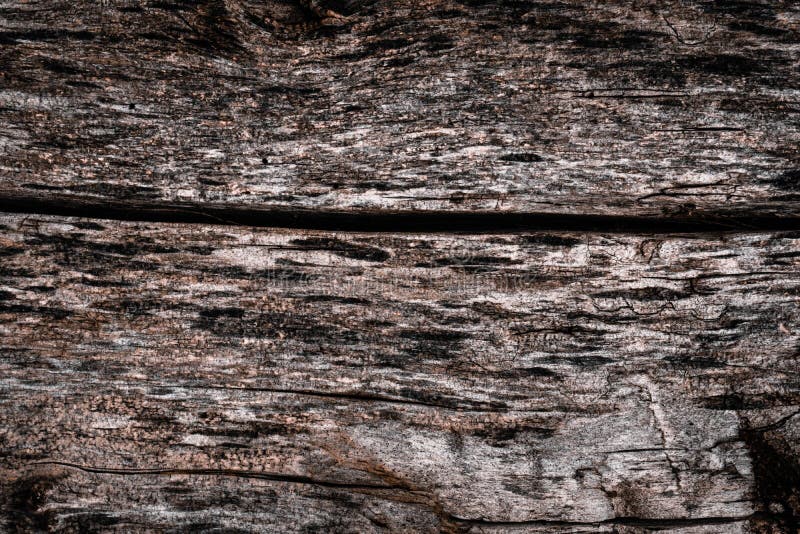 The Texture of the Old Rotten Tree with Bark Cracks and Irregularities ...