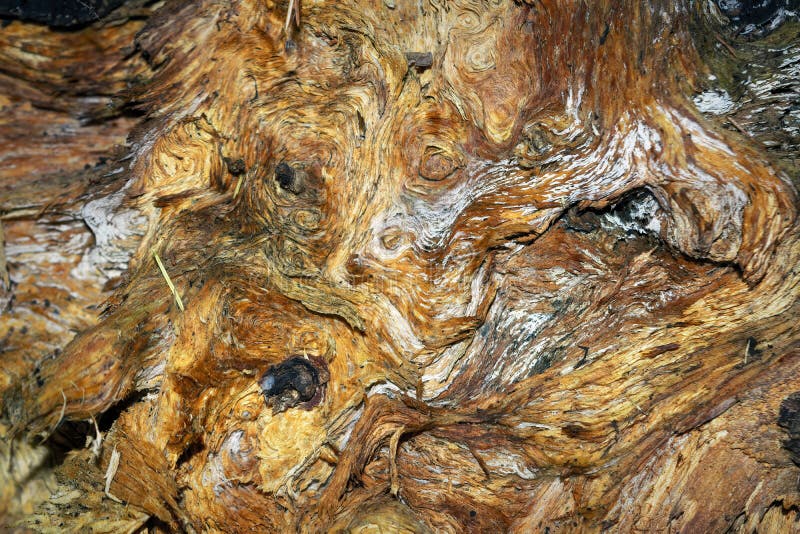 The Texture of an Old Rotten Tree Closeup Stock Image - Image of ...