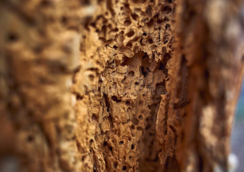 The Texture of the Old Rotten Tree in the Forest, Corroded by Parasites ...