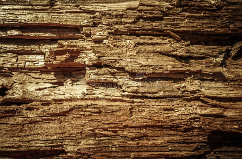 Texture of old rotten wood stock image. Image of pattern - 194117463