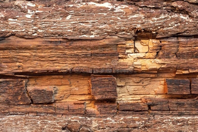 Rotten wood background stock photo. Image of natural - 10611594