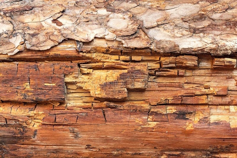 Texture of Old Rotten Wood As Background Stock Photo - Image of ...