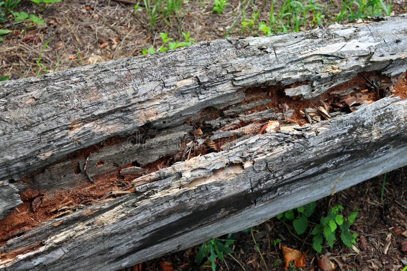 Texture of Old Rotten Wood Closeup Stock Image - Image of branch ...