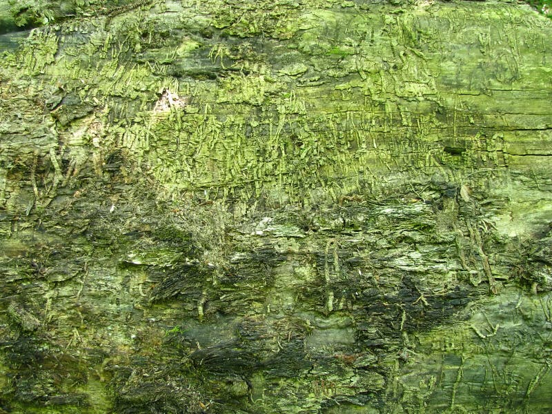 The Texture of an Old Solid Aspen Tree Stock Photo - Image of deciduous ...