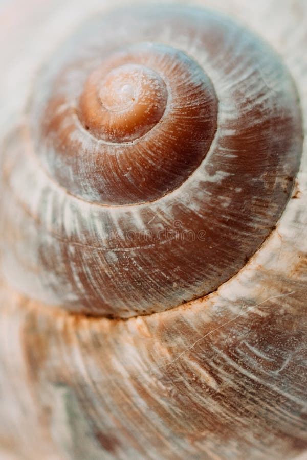 The Texture of an Old Spiral Snail Shell. Grape Snail Shell Close-up ...