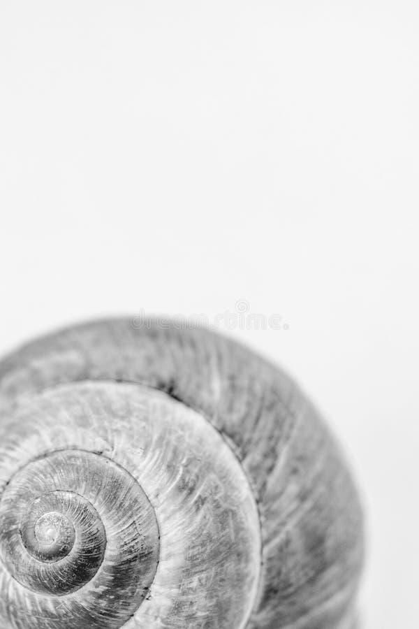 Snail Shell Texture