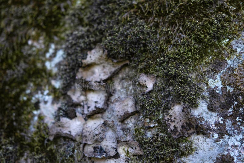 The Texture of the Rock Stone Cliff that is Overgrown with Moss ...