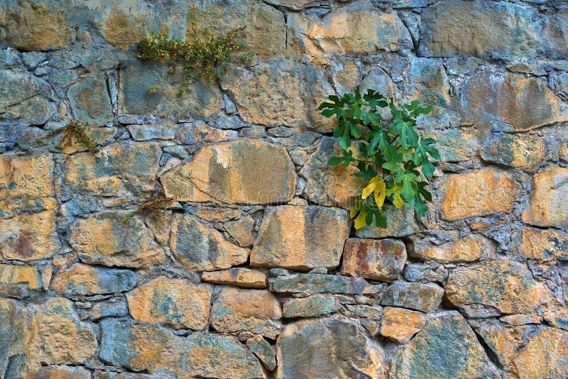 Texture of Old Stone Surface with Plants Stock Image - Image of antique ...