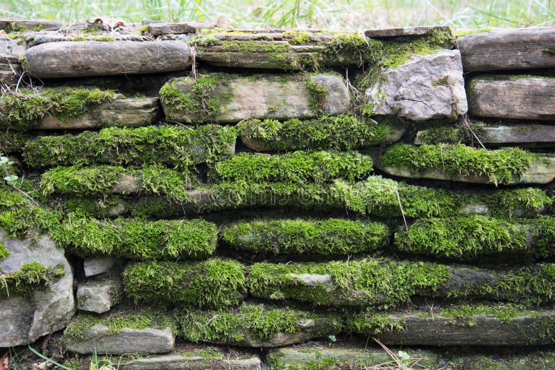 Texture of an Old Stone Wall Covered with Green Moss. Stones and Moss ...