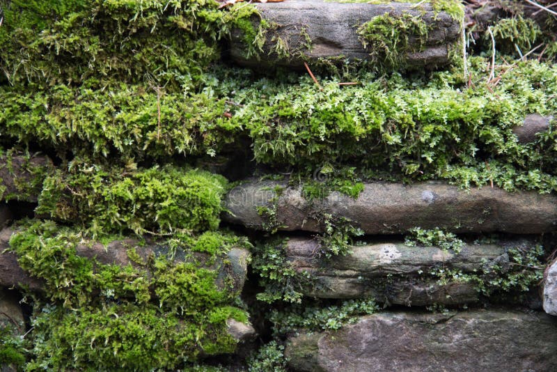 Texture of an Old Stone Wall Covered with Green Moss. Stones and Moss ...