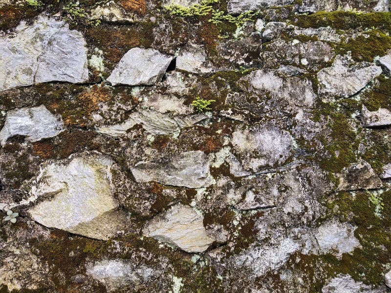 The Texture of an Old Stone Wall that Has Been Overgrown with Moss for ...