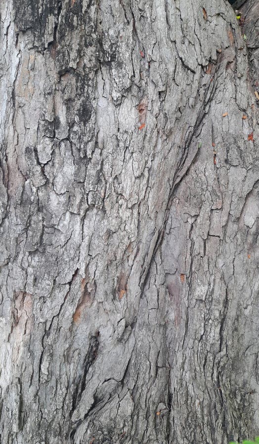 410 Tamarind Tree Trunk Stock Photos - Free & Royalty-Free Stock Photos ...