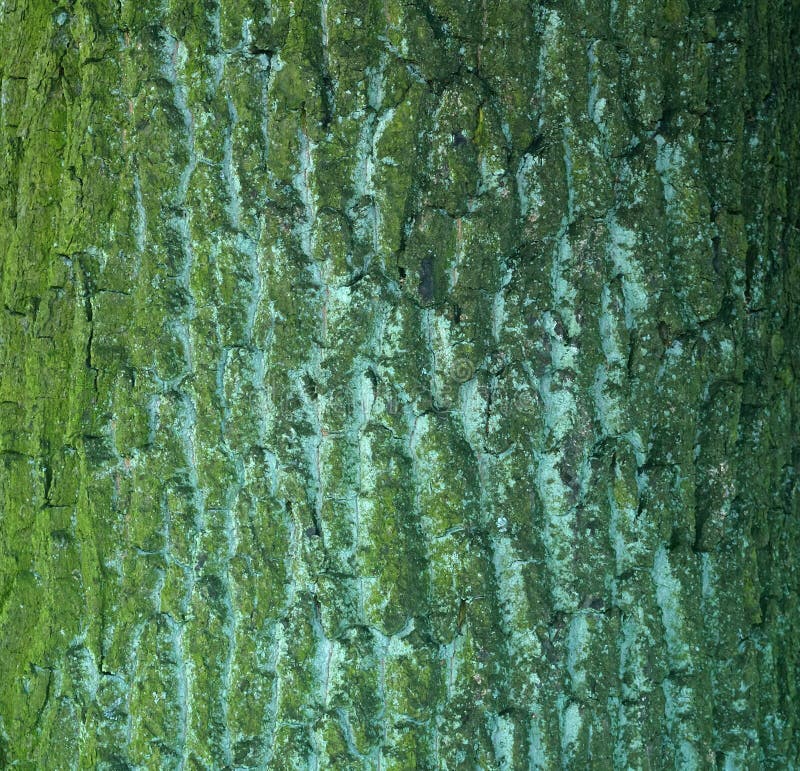 Texture of old thick tree stock image. Image of surface - 42315451