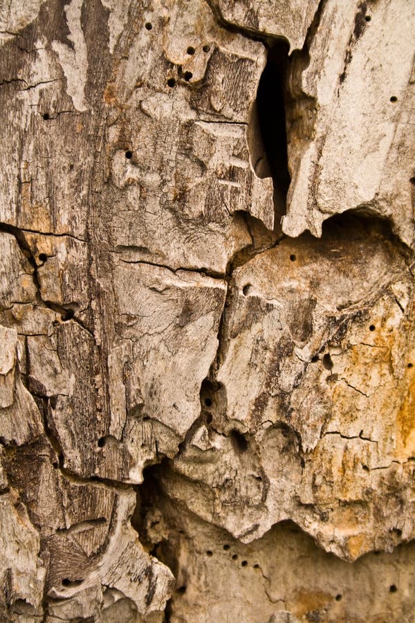 Texture of old tree stock image. Image of texture, surface - 12665107