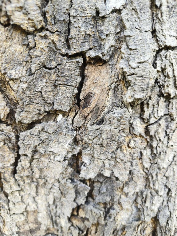 Texture of old tree bark stock photo. Image of tree - 292807514