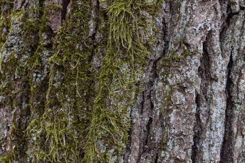 Texture of Old Tree Bark Covered with Green Moss. Close Up. Copy Space ...
