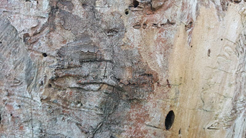 Texture of Old Tree Bark with Cracks Stock Photo - Image of corrosion ...