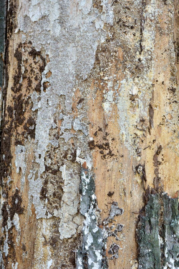 Texture of Tree Bark with Green Moss Stock Image - Image of aged, brown ...