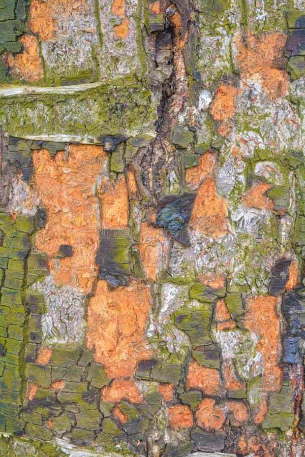 Texture of Tree Bark with Green Moss Stock Image - Image of aged, brown ...