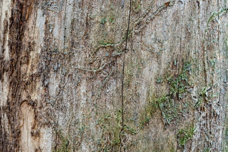 Texture of Old Tree without Bark Stock Photo - Image of crack, dead ...