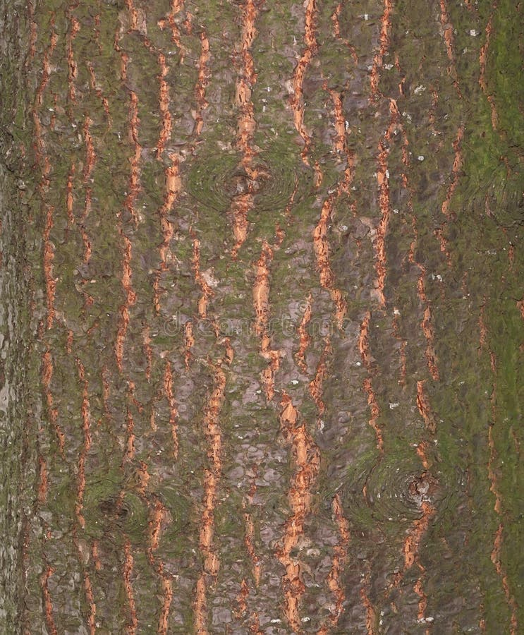 Texture old tree stock image. Image of texture, shadows - 42282603