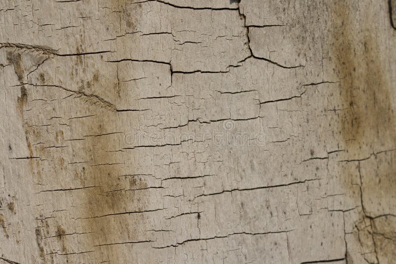 The Texture of the Old Tree. Natural Wood Background Stock Image ...