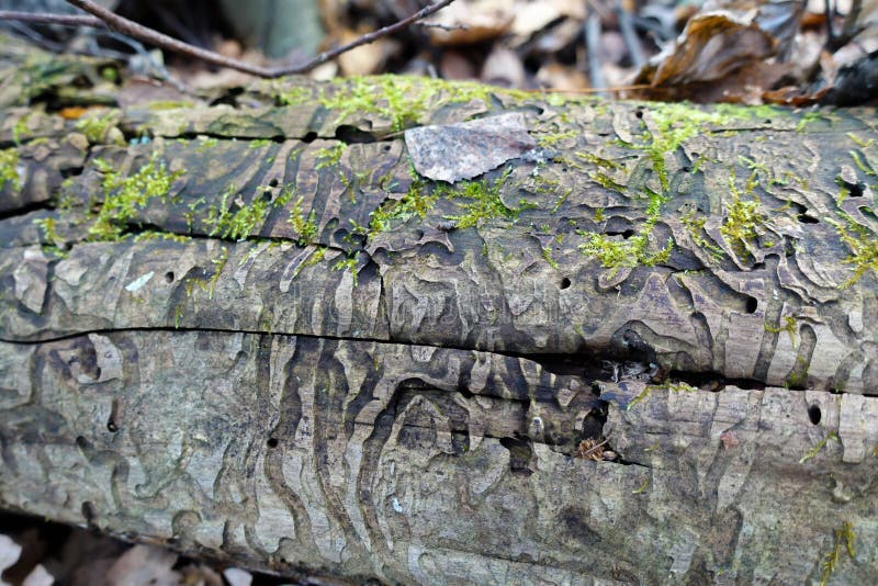 Texture of an Old Tree with Paths from a Bark Beetle Insect, Beautiful ...