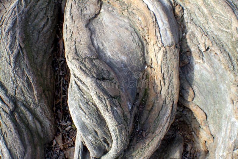 Old root stock image. Image of excellent, nature, websites - 99420575