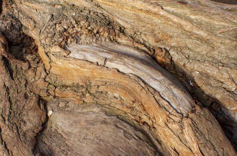 Old root stock image. Image of excellent, nature, websites - 99420575