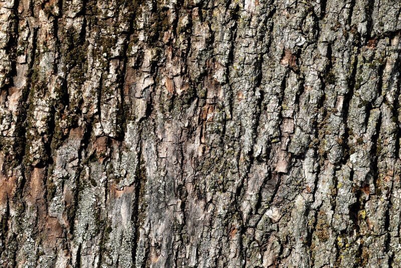 Texture of an Old Tree with a Rough Bark of a Trunk Stock Image - Image ...