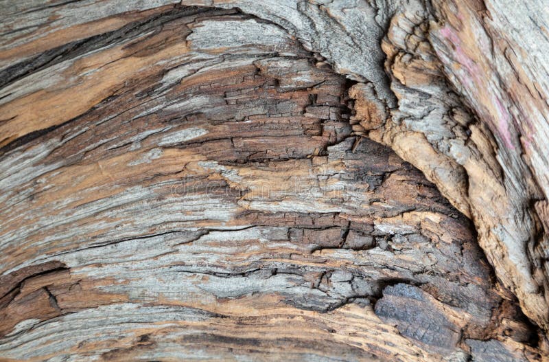 The Texture of an Old Tree, a Snag. Stock Photo - Image of decor ...