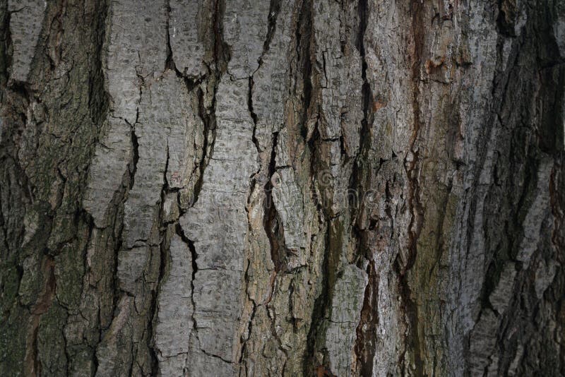 Texture of an Old Tree with a Soft Beam of Light from the Sun Stock ...