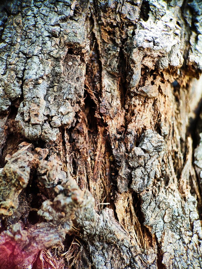 The Texture of the Old Tree is Starting To Peel Stock Photo - Image of ...