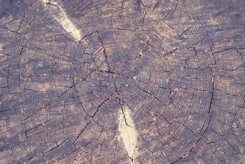 Texture of an Old Tree Stump, Top View Stock Image - Image of ring ...