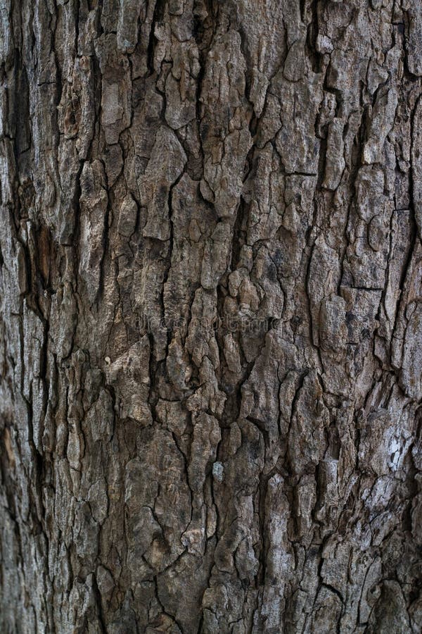 Texture of old tree trunk stock image. Image of abstract - 53529585